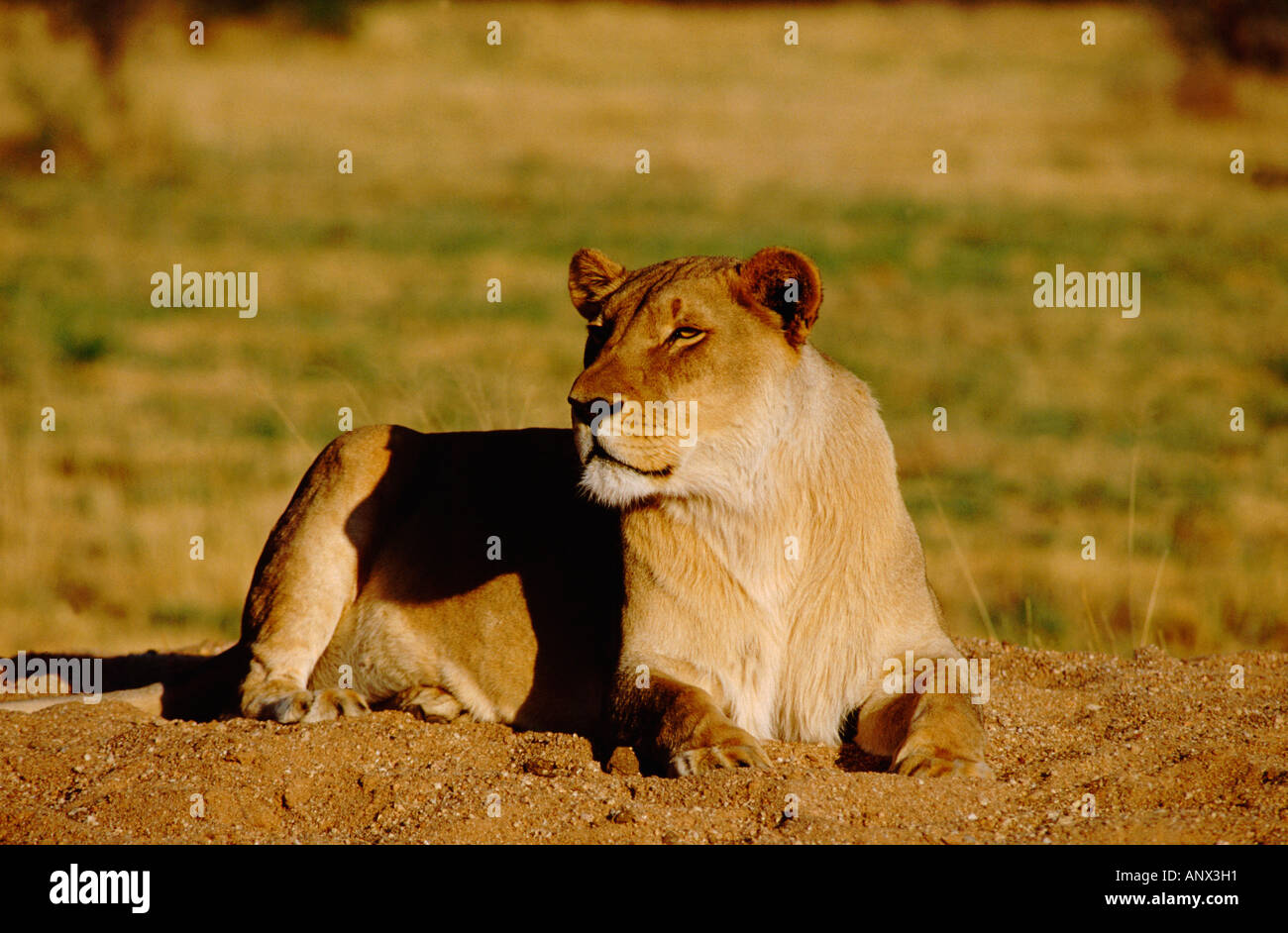 Africa, Namibia, Okonjima. Lioness (Panthera leo Stock Photo - Alamy