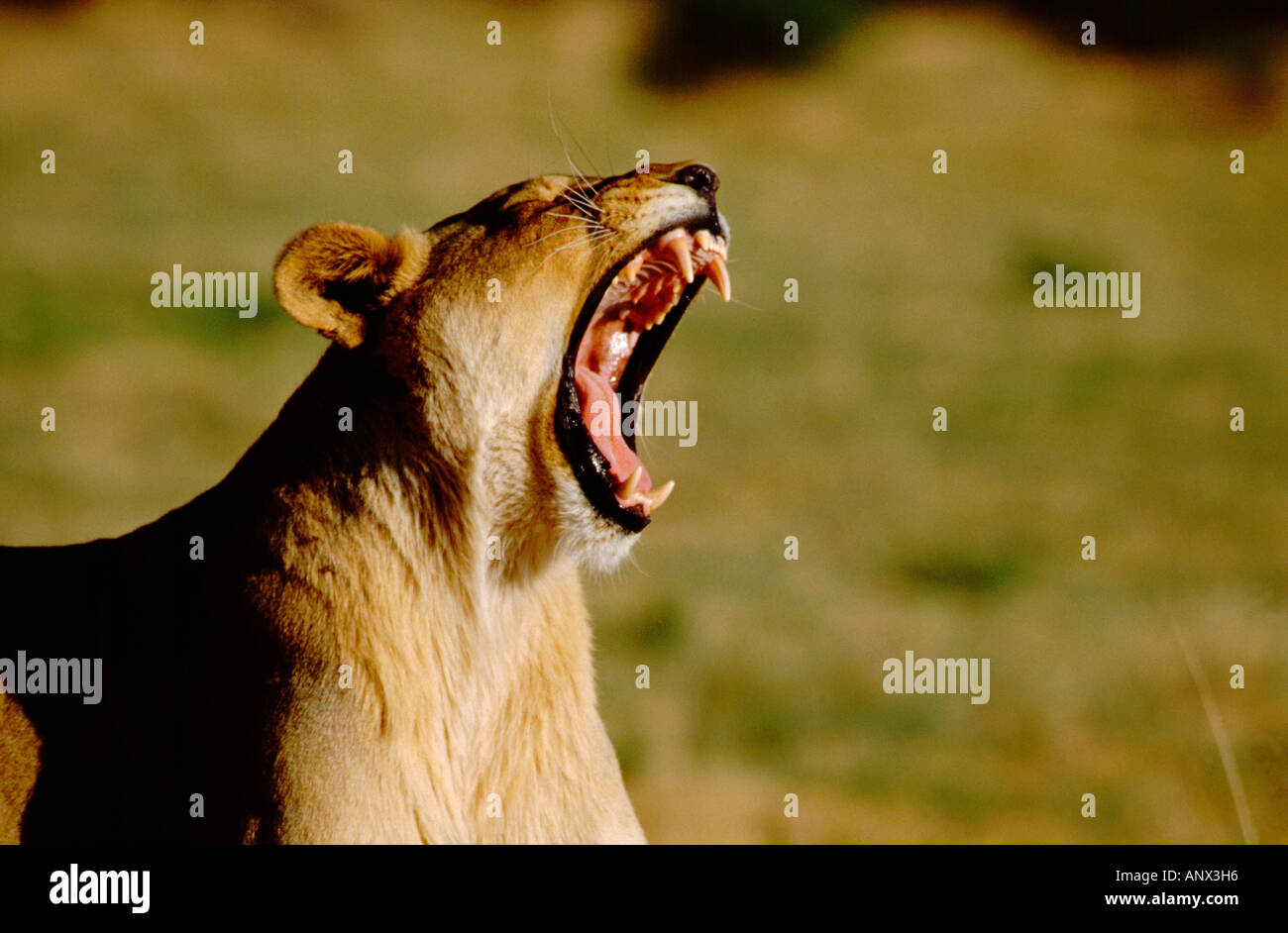 Lioness funny face hi-res stock photography and images - Alamy