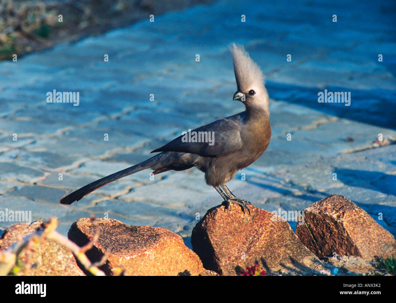 Grey Go-away Bird (Corythaixoides concolor). Africa, Namibia Stock ...