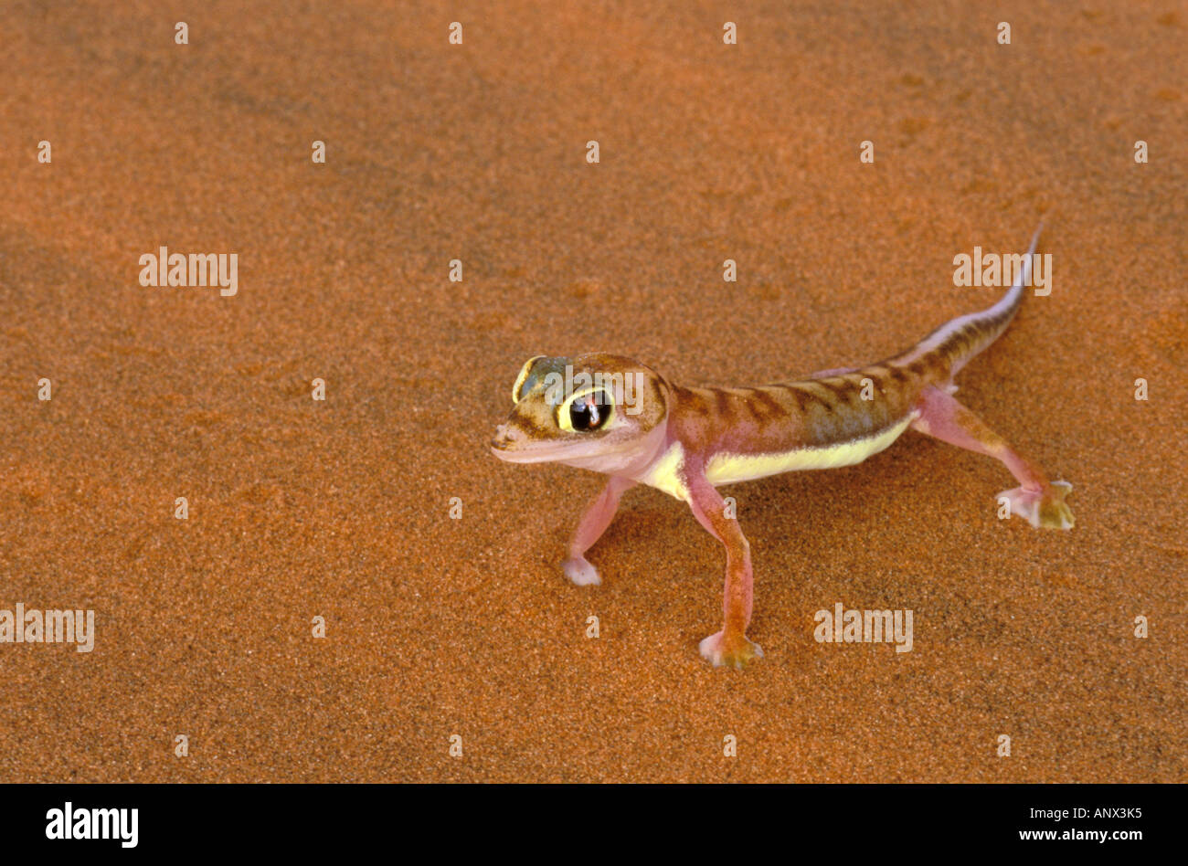 Africa, Namibia, Namib Desert. Desert Gecko Stock Photo - Alamy