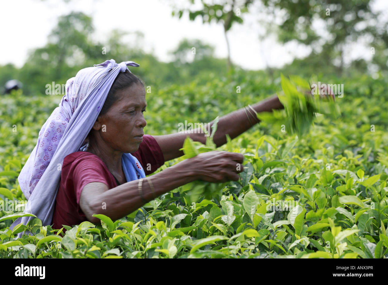 tea picker, India, West Bengal Stock Photo - Alamy