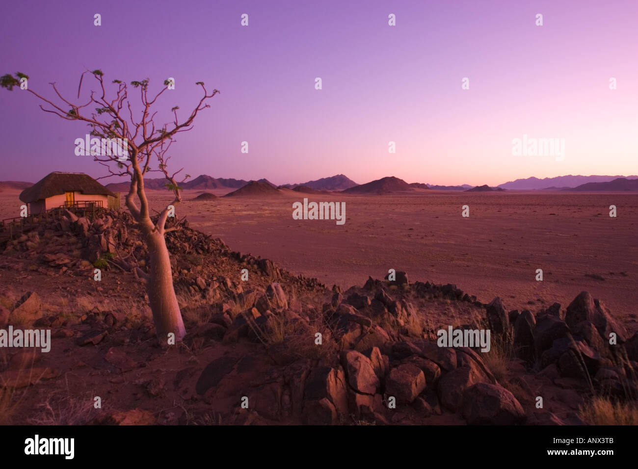 Moringa ovalafolia hi-res stock photography and images - Alamy