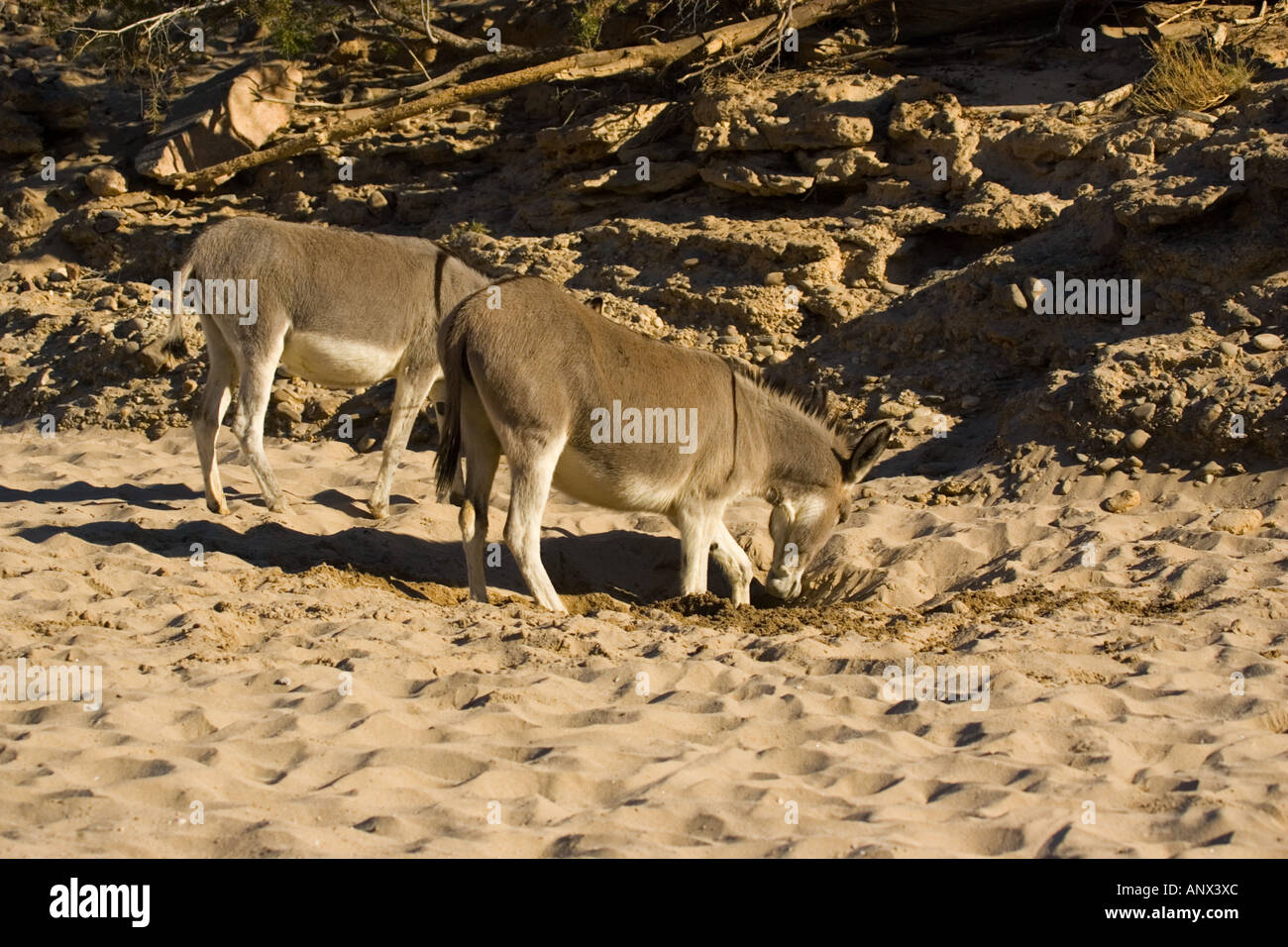 Namibia, Skeleton Coast, Wild donkey hunting for water Stock Photo - Alamy