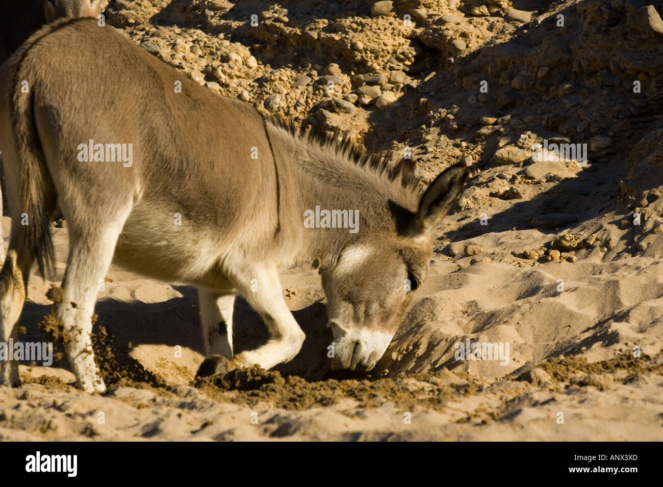 Namibia, Skeleton Coast, Wild donkey hunting for water Stock Photo - Alamy