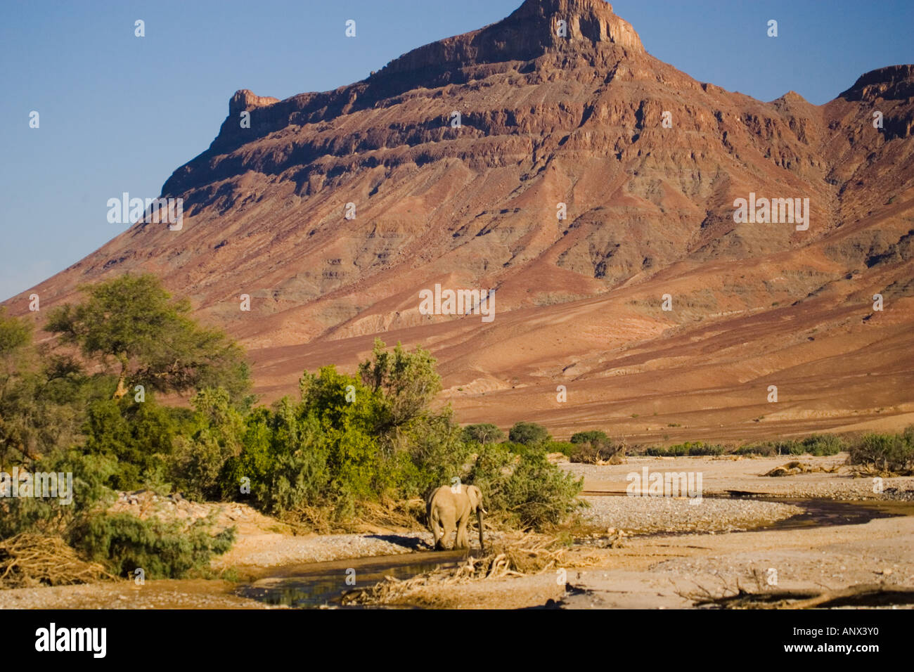 Namibia, Skeleton Coast, Rare desert elephants (Loxodonta africana ...