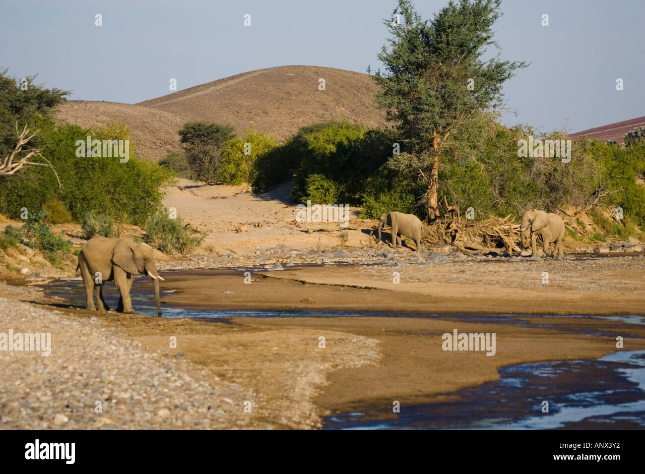 Namibia, Skeleton Coast, Rare desert elephants (Loxodonta africana ...