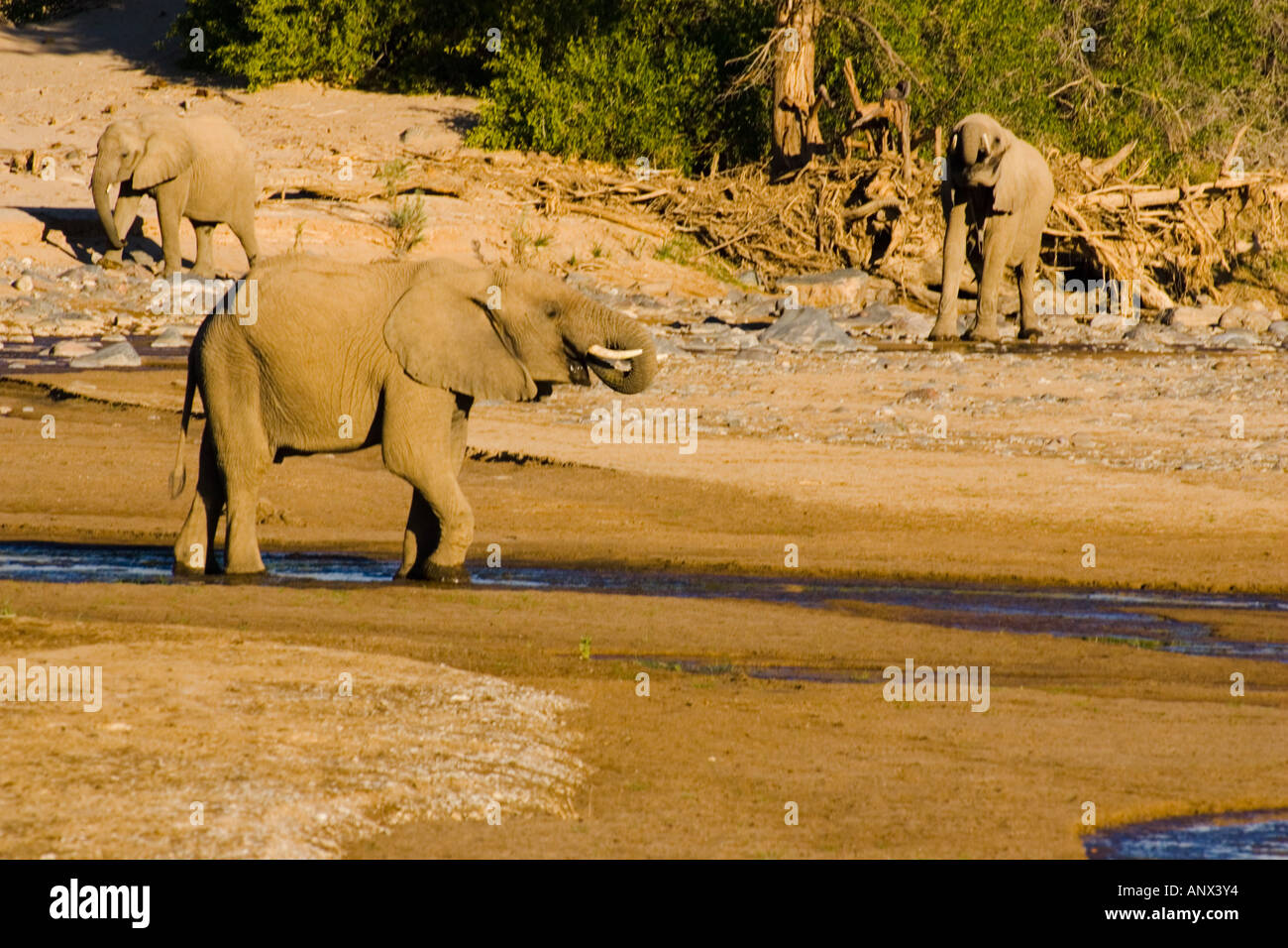 Namibia, Skeleton Coast, Rare desert elephants (Loxodonta africana ...