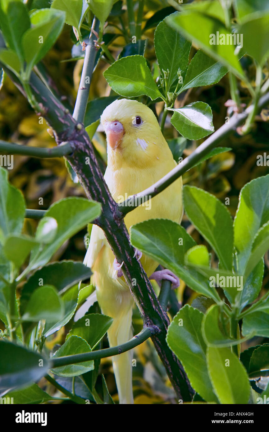 Love birds parrot hi-res stock photography and images - Alamy
