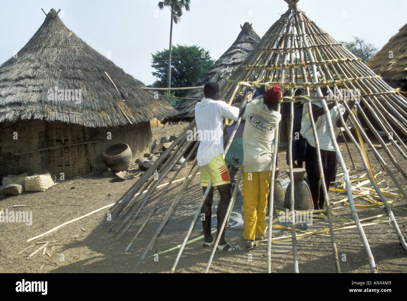 Bedik men making the roof for a traditional tribal hut, in the village ...