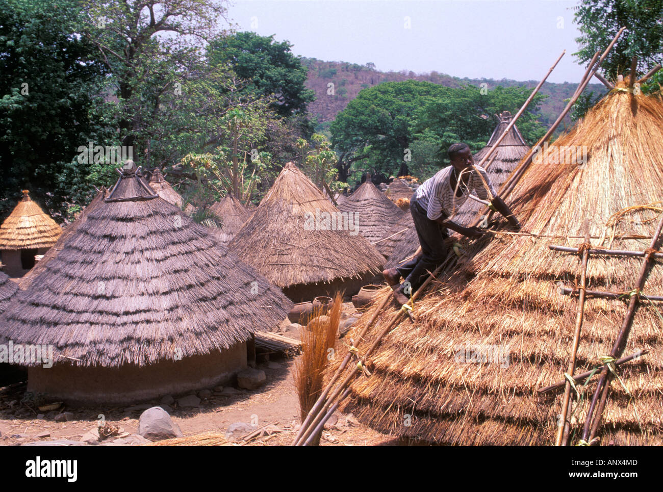 Two Bedik men put a thatch roof on a hut in their village, Senegal ...
