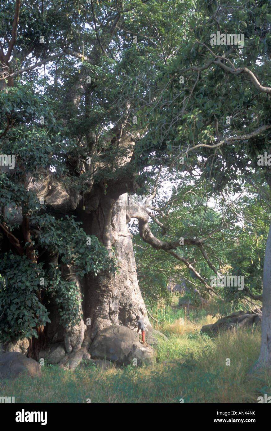 Fromager tree hi-res stock photography and images - Alamy