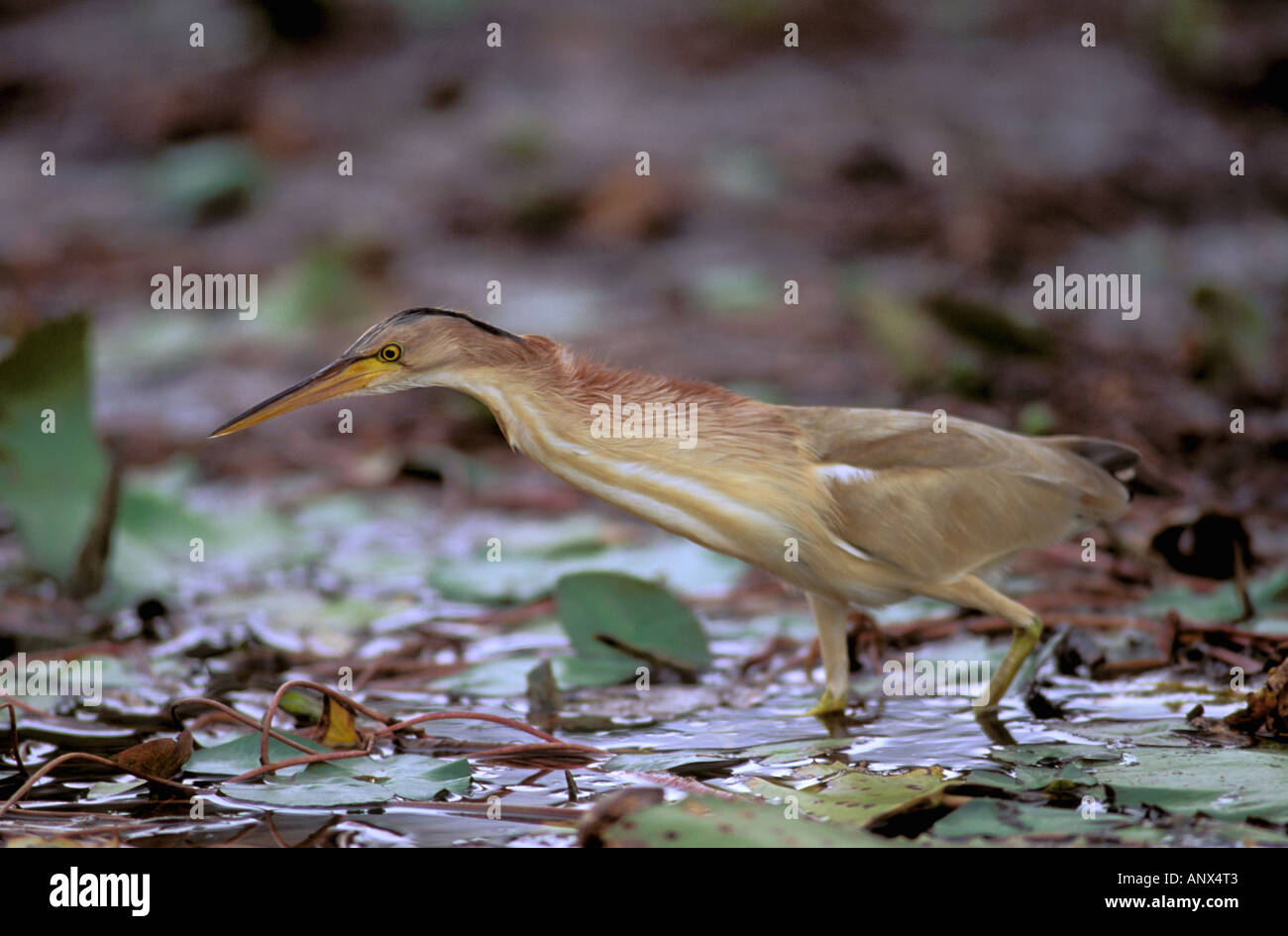 Ixobrychus sinensis hi-res stock photography and images - Alamy