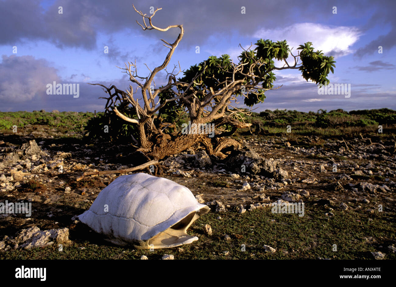 Giant aldabran land tortoise hi-res stock photography and images - Alamy