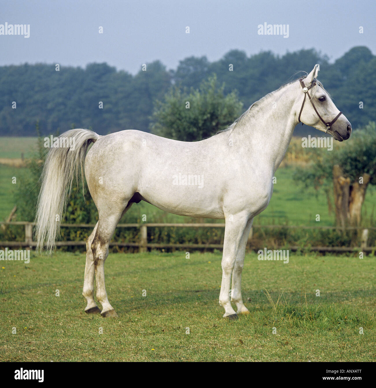 White Arabian Horse Standing