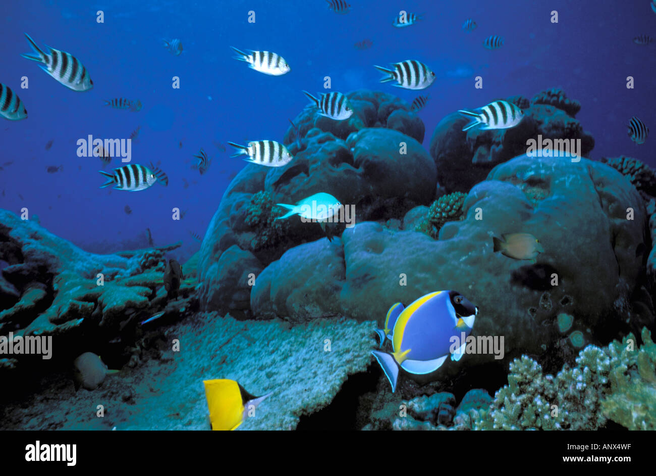 Poivre seychelles hi-res stock photography and images - Alamy