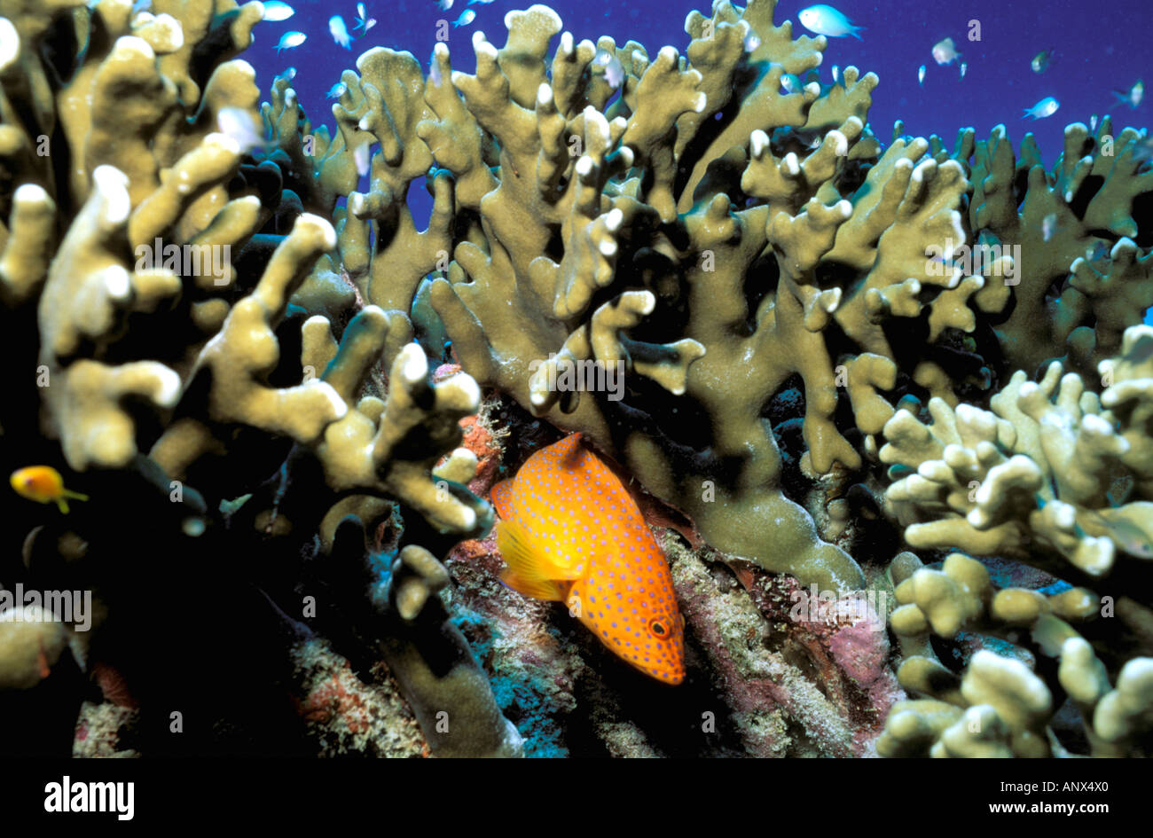 Amirantes group hi-res stock photography and images - Alamy