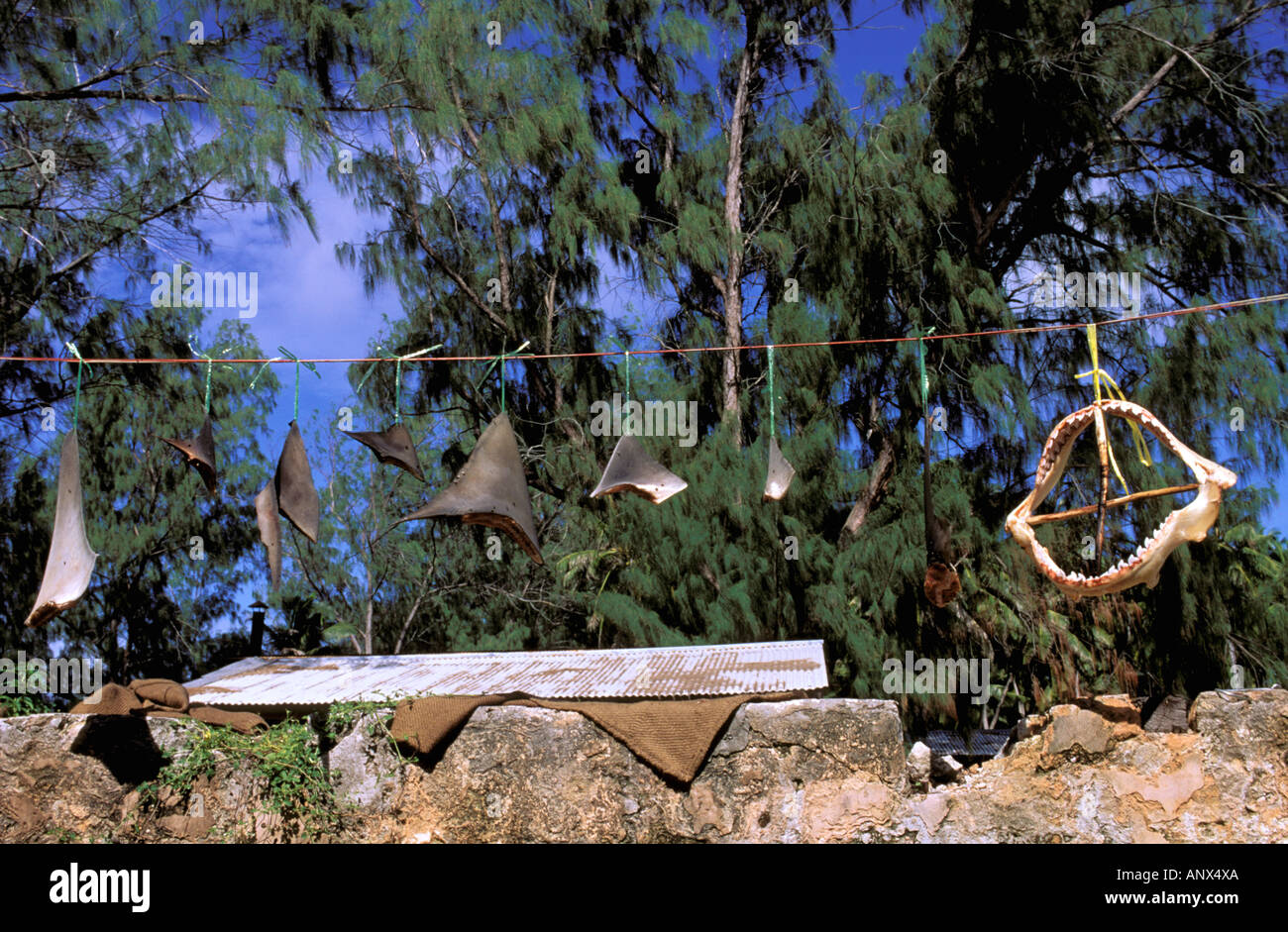 Africa, Seychelles, Amirantes Group, Poivre Island. Jaws and fins from ...