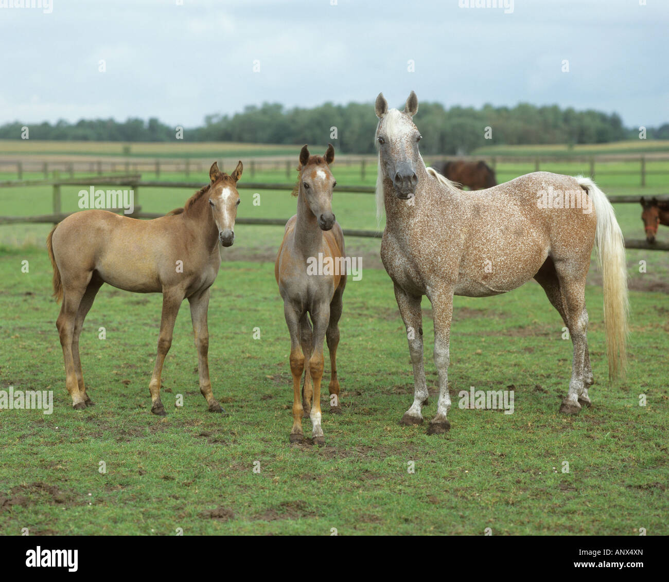 Asil Arabian horse with two foals Stock Photo - Alamy