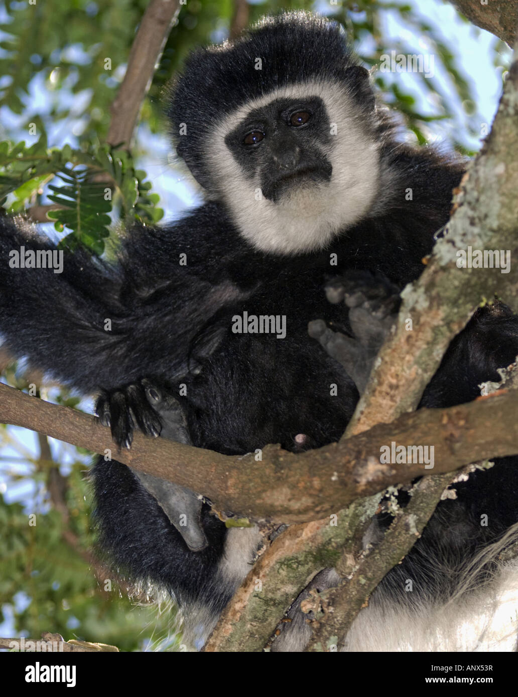 guereza, guereza colobus, eastern black-and-white colobus, mantled ...