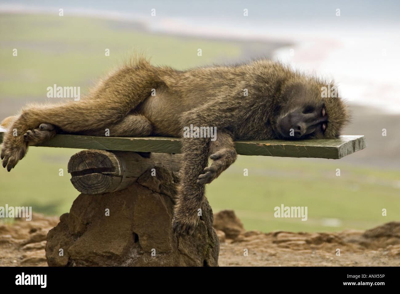 Sleeping baboons hi-res stock photography and images - Alamy