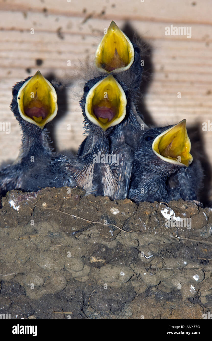 Baby birds crying hi-res stock photography and images - Alamy