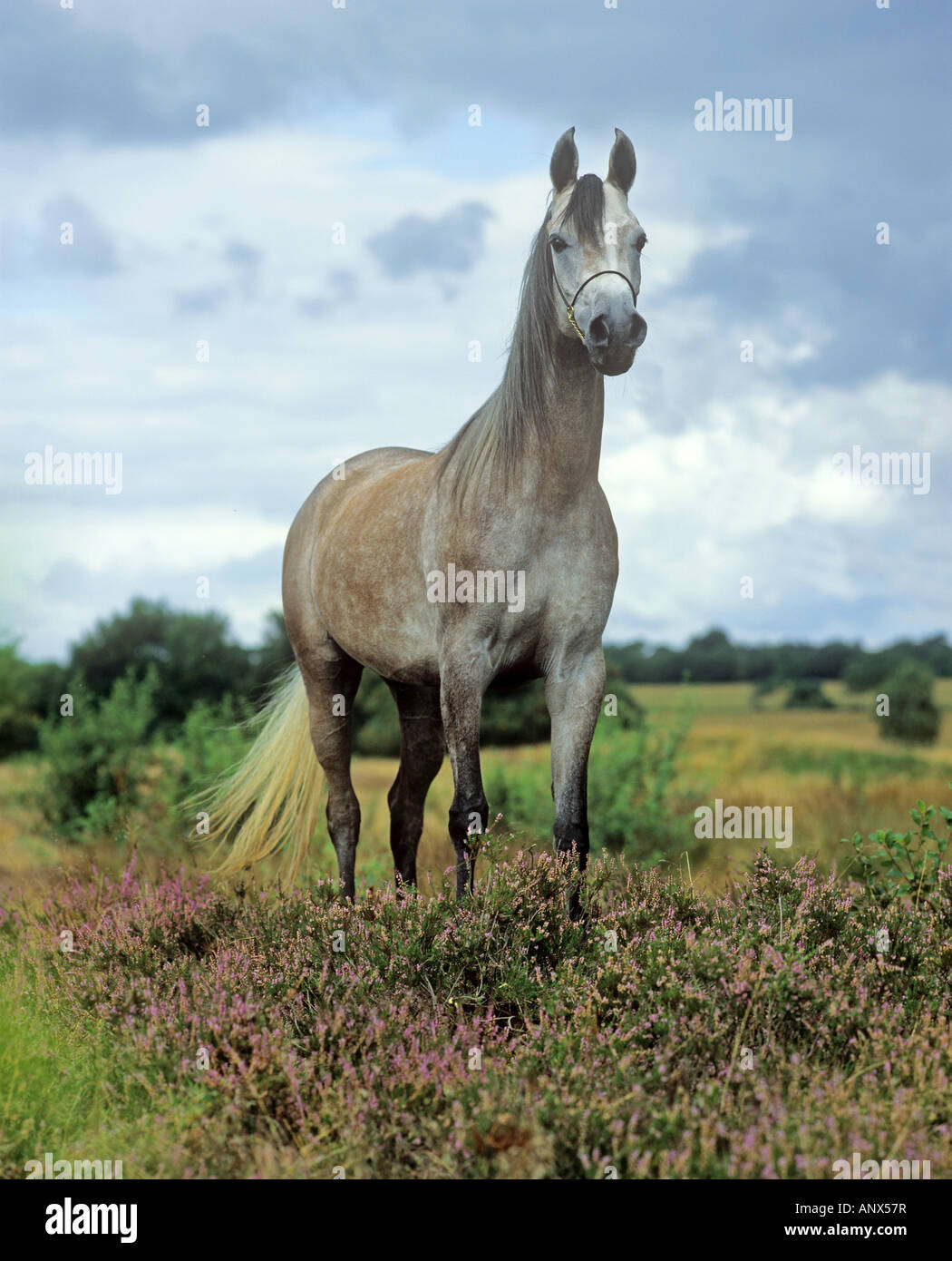 Asil Arabian High Resolution Stock Photography and Images - Alamy
