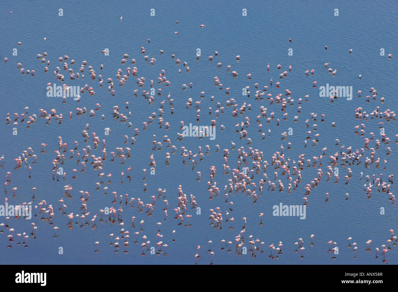 lesser flamingo (Phoenicopterus minor), Lesser Flamingoes in Lake ...