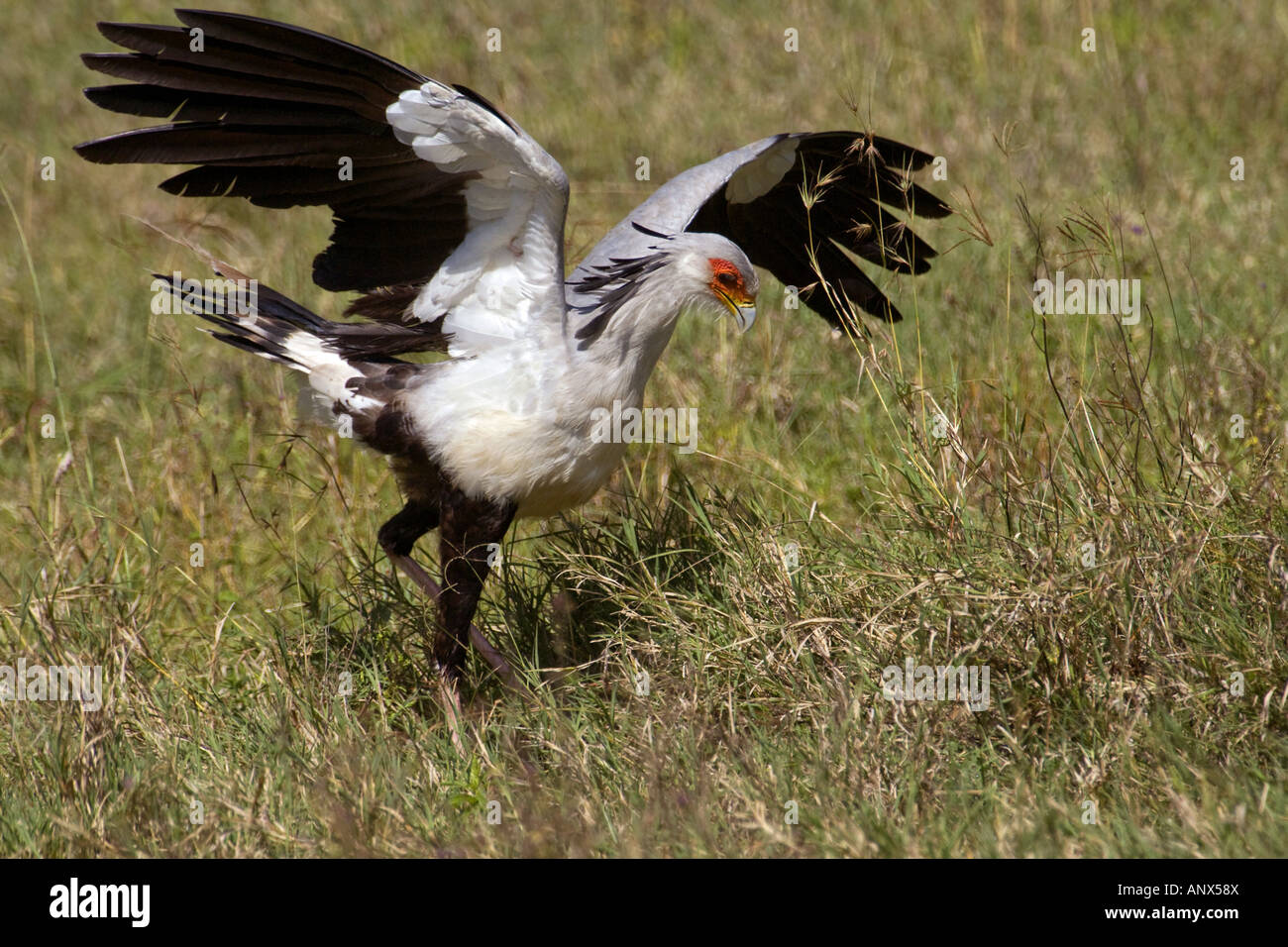 secretary bird, Sagittarius serpentarius (Sagittarius serpentarius ...