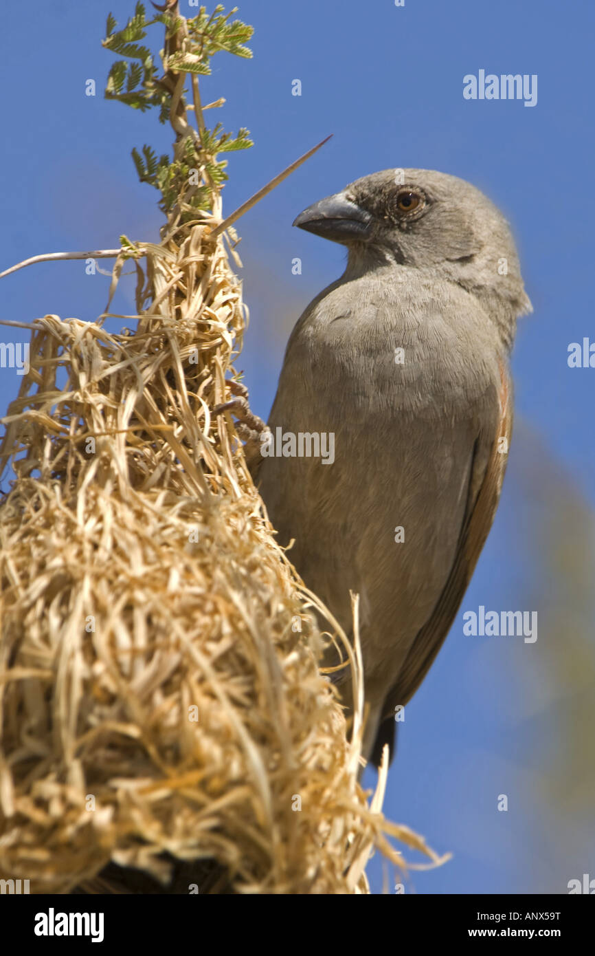 Southern grey headed sparrow hi-res stock photography and images - Alamy