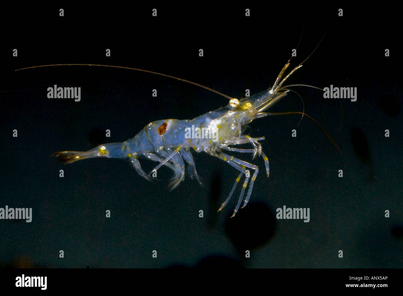 rockpool prawn (Palaemon elegans), in the sea Stock Photo - Alamy