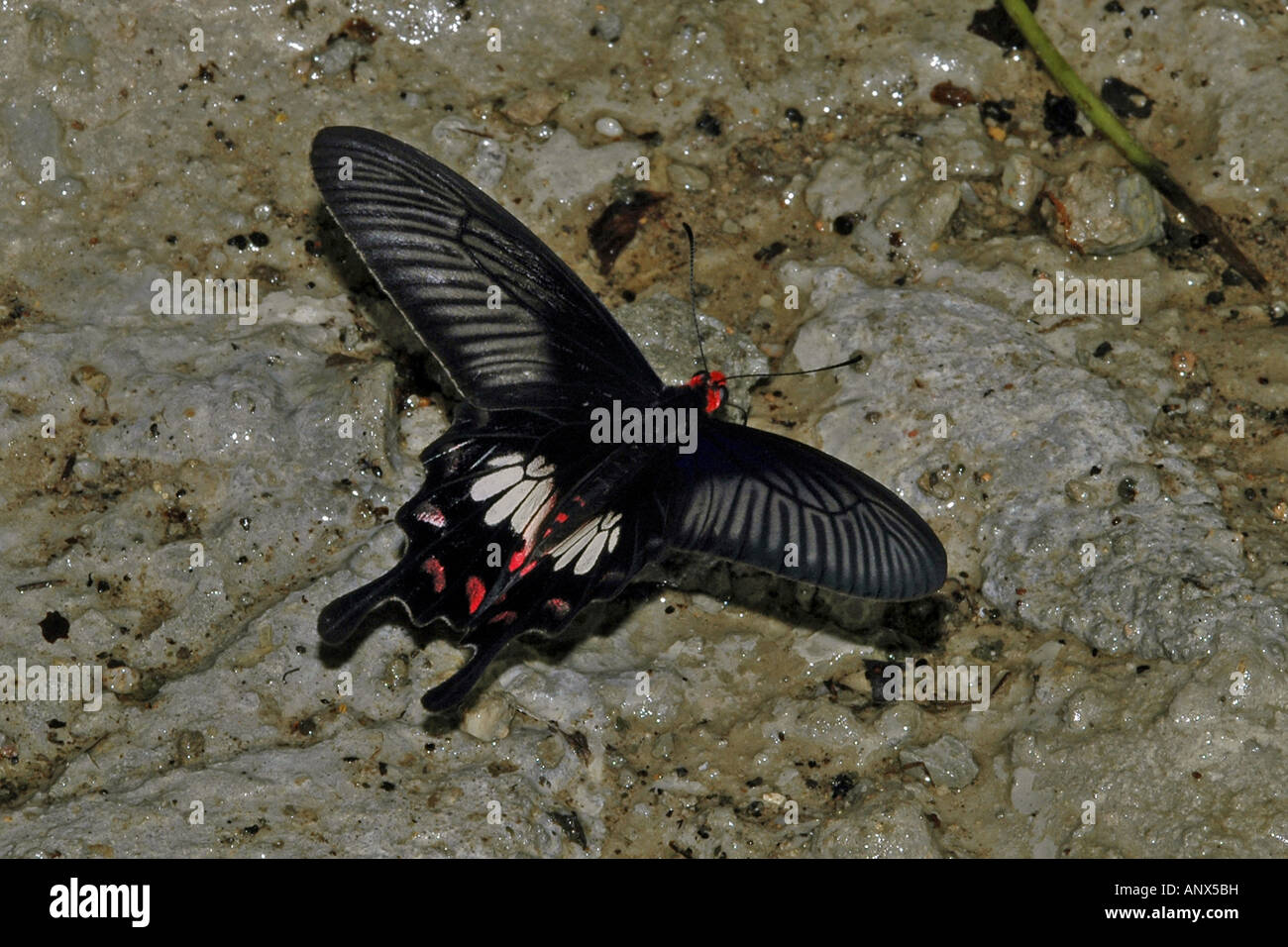 Red-bodied swallowtail (Pachliopta aristolochiae asteris), drinking ...