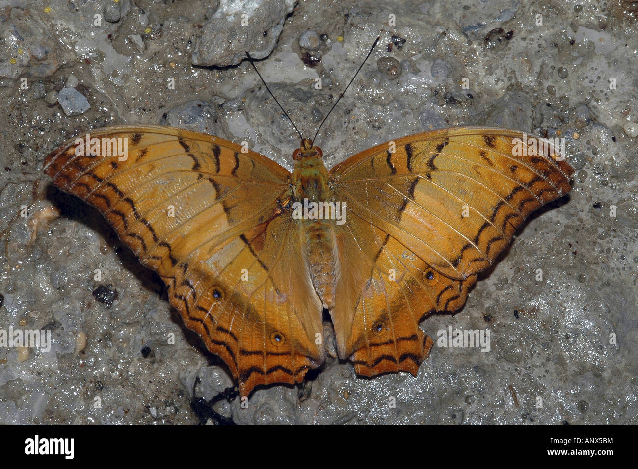 Cruiser butterfly (Vindula erota), on stone, Malaysia Stock Photo - Alamy