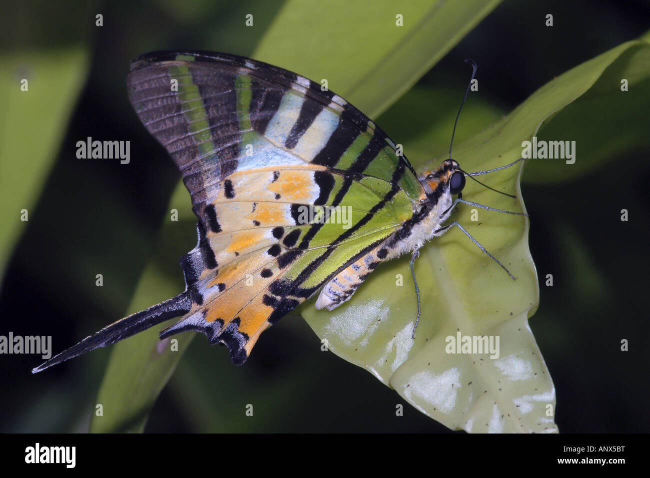 Pathysa hi-res stock photography and images - Alamy