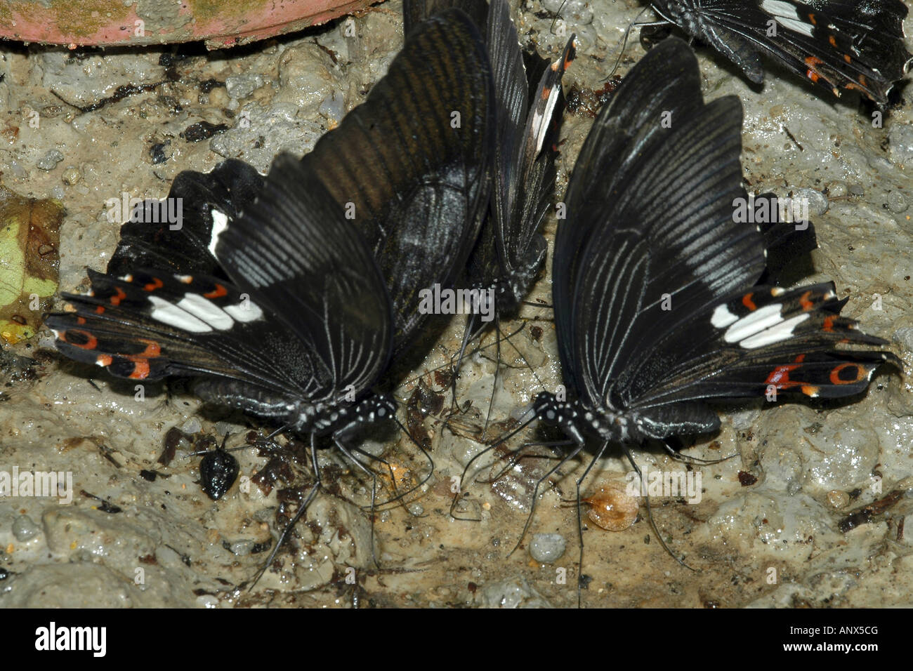 Red Helen (Papilio helenus helenus), drinking Butterflies, Malaysia ...
