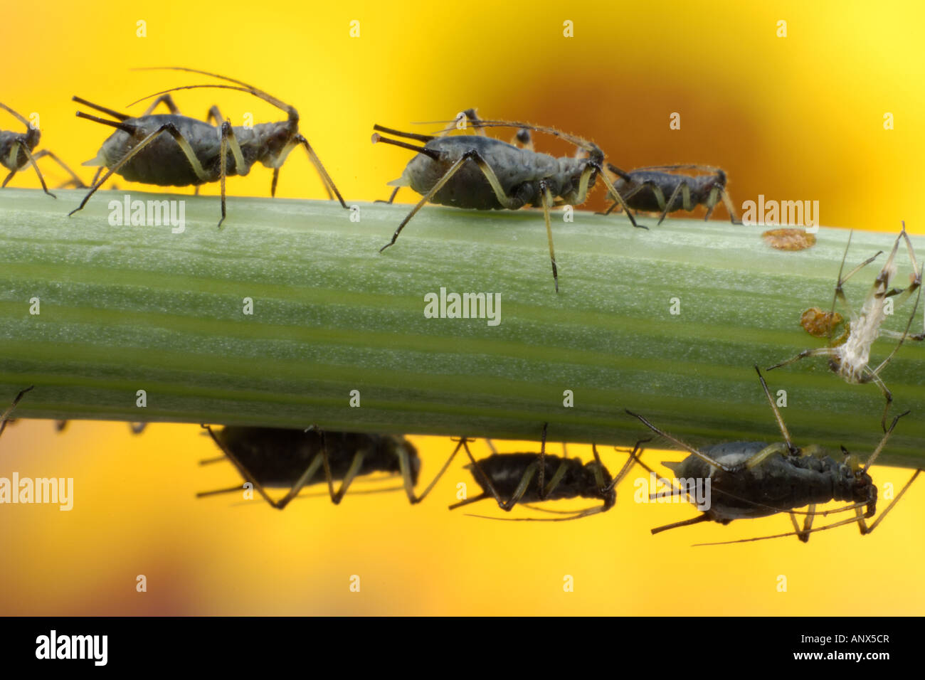 Greenfly infestation hi-res stock photography and images - Alamy