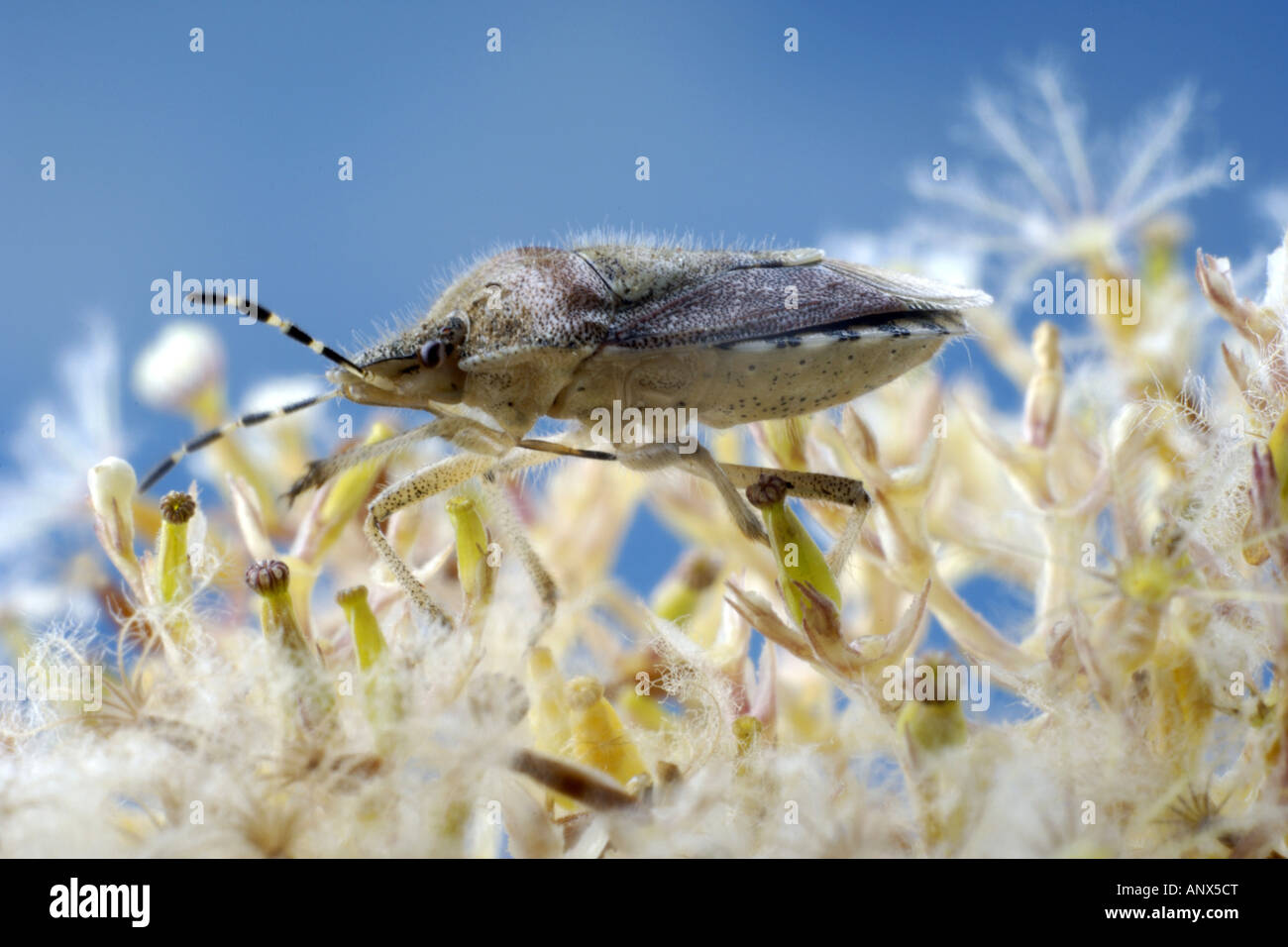 sloe bug, sloebug (Dolycoris baccarum), on infructescence Stock Photo ...