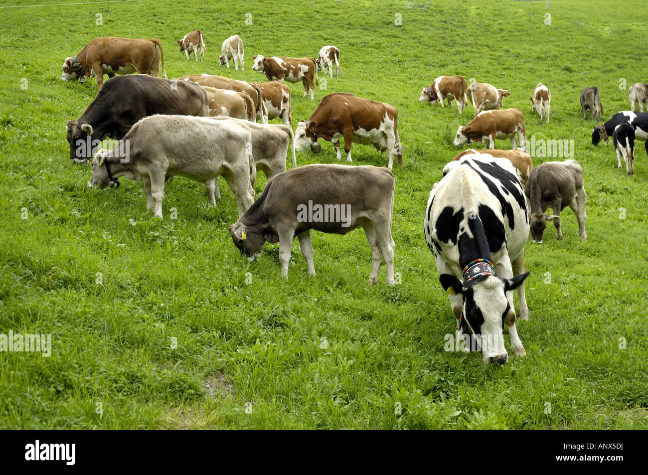 Italian cow breeds hi-res stock photography and images - Alamy