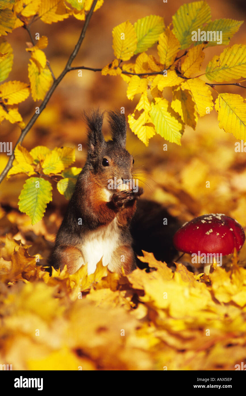 European red squirrel, Eurasian red squirrel (Sciurus vulgaris ...