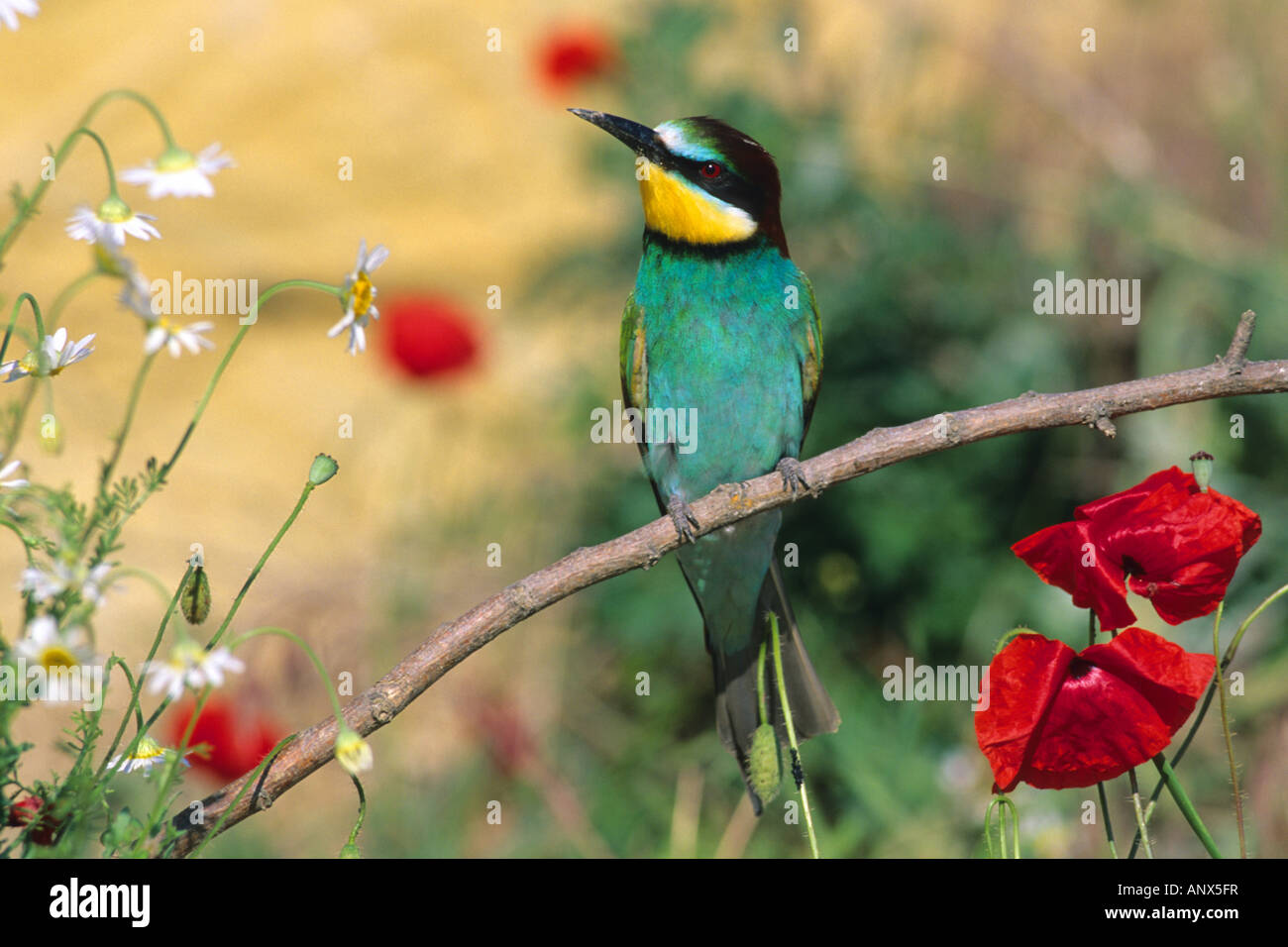 Merops apiaster and flowers hi-res stock photography and images - Alamy