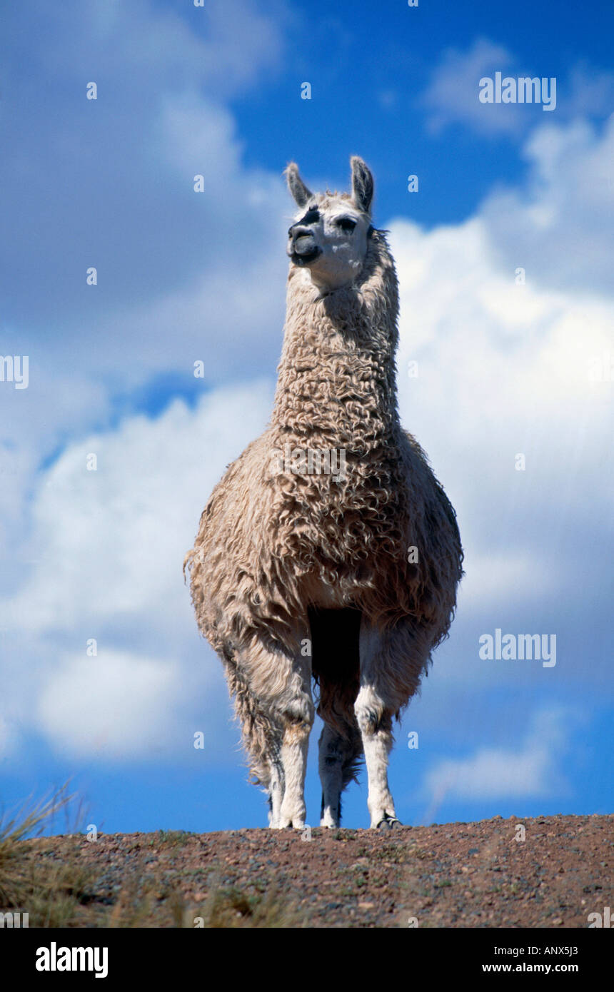 Lama Stock Photos & Lama Stock Images - Alamy