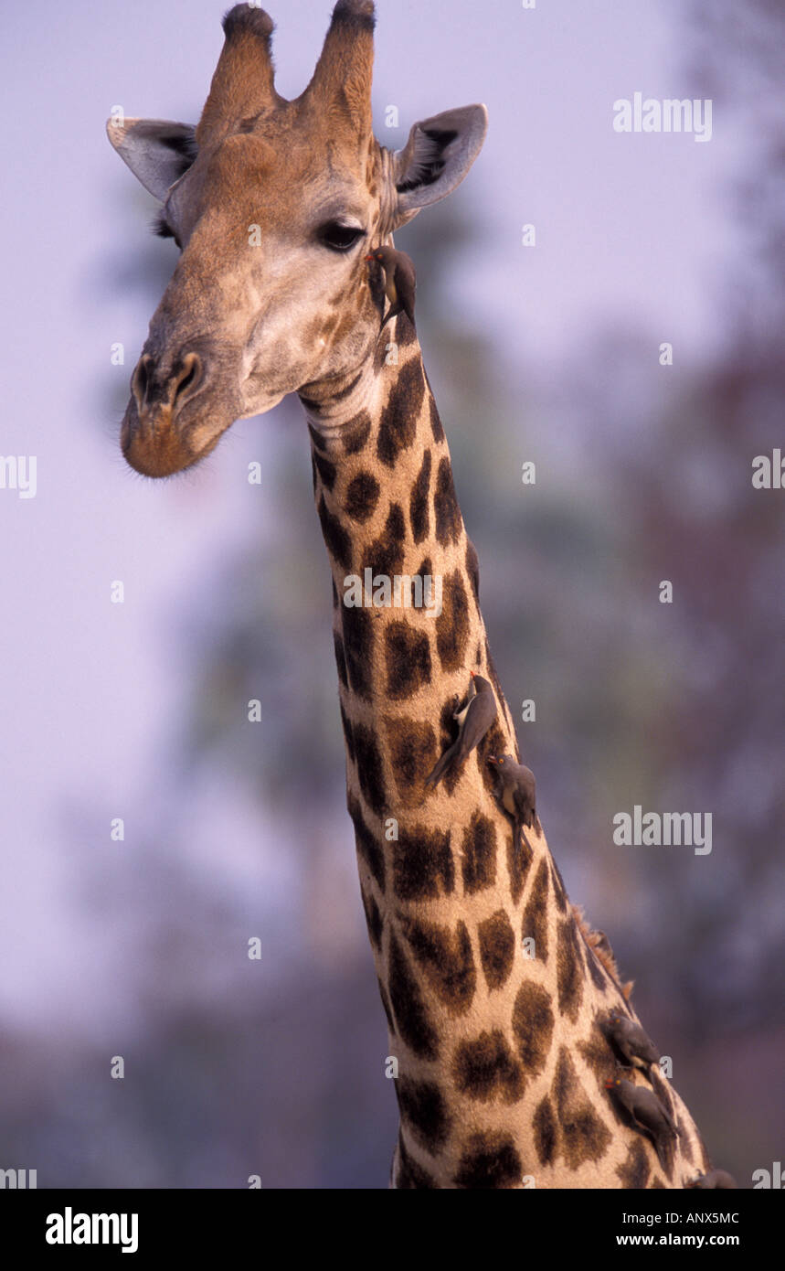 Africa, South Africa. Southern Giraffe (Giraffa camelopardalis Stock ...