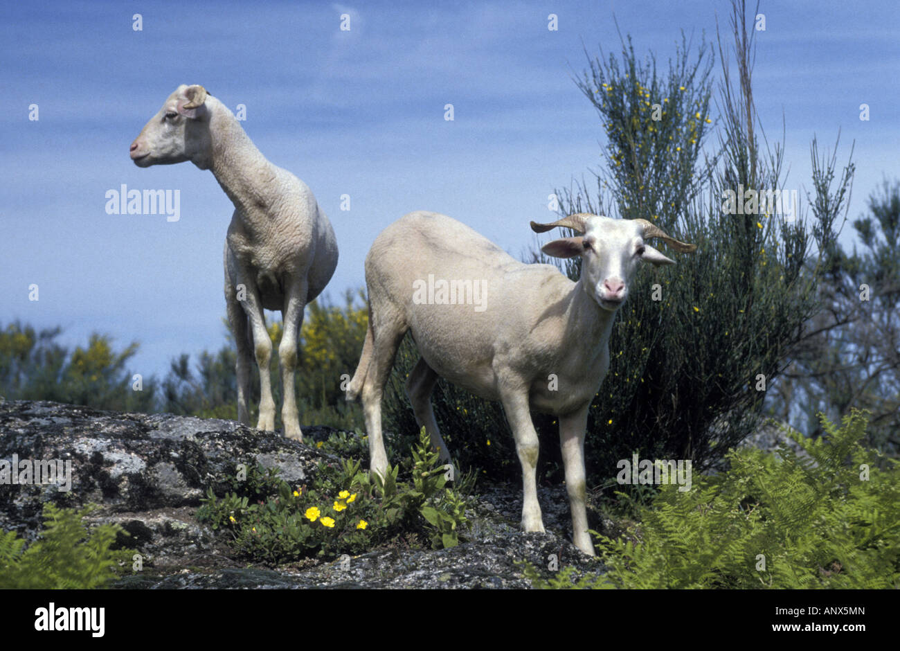 domestic goat (Capra hircus, Capra aegagrus f. hircus), in mountain ...