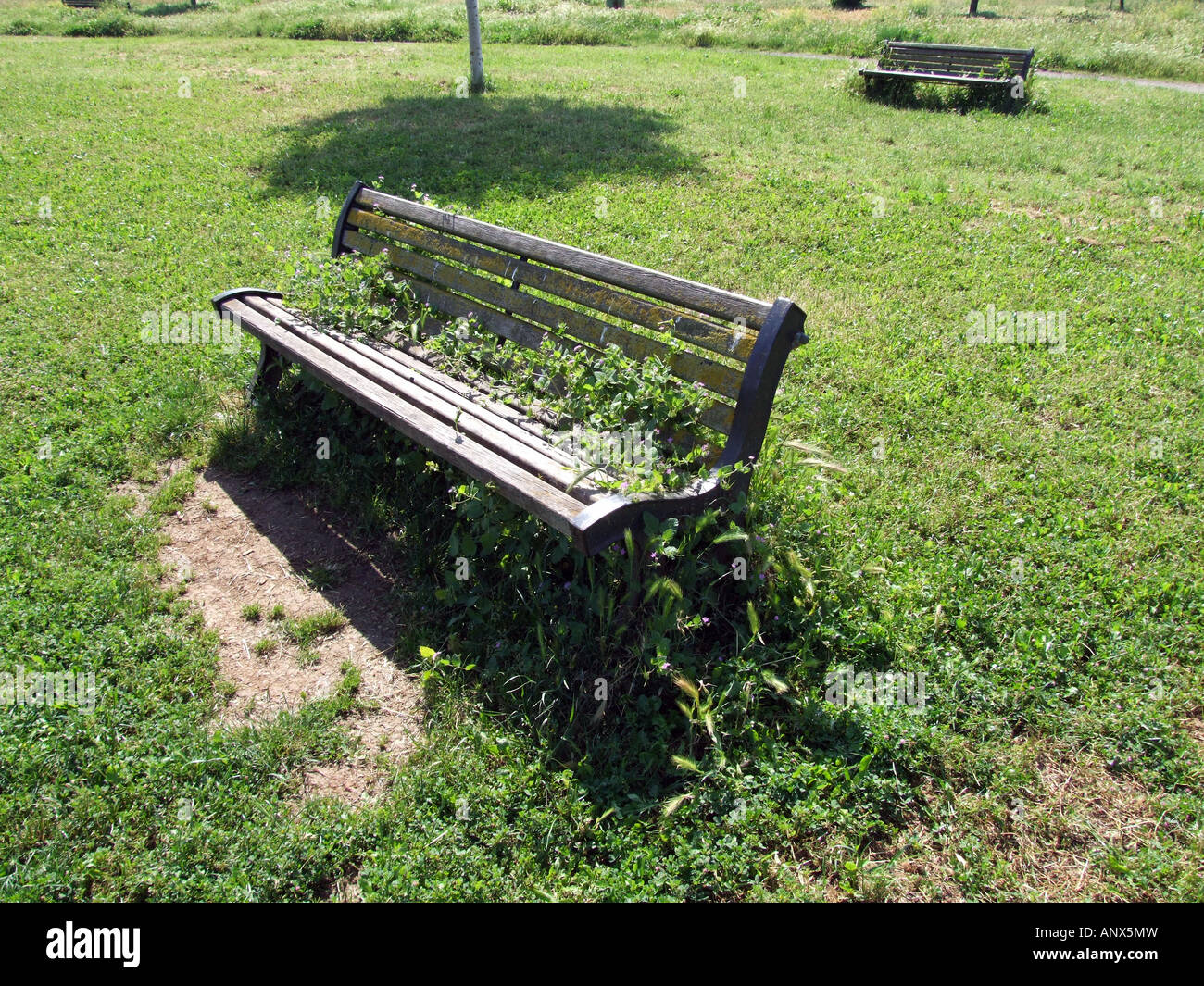 one bench overgrown with long grass Stock Photo - Alamy