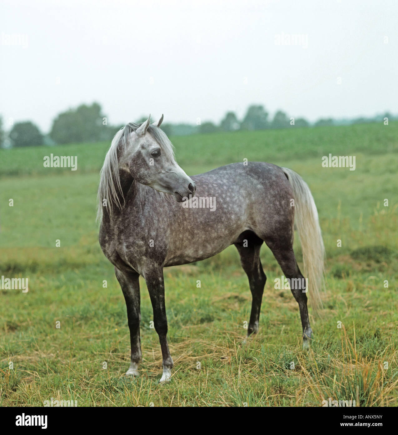 Asil arabian horse hi-res stock photography and images - Alamy