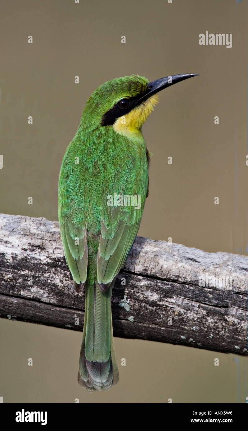 Africa, Tanzania, Little Bee Eater (Merops pusillus Stock Photo - Alamy
