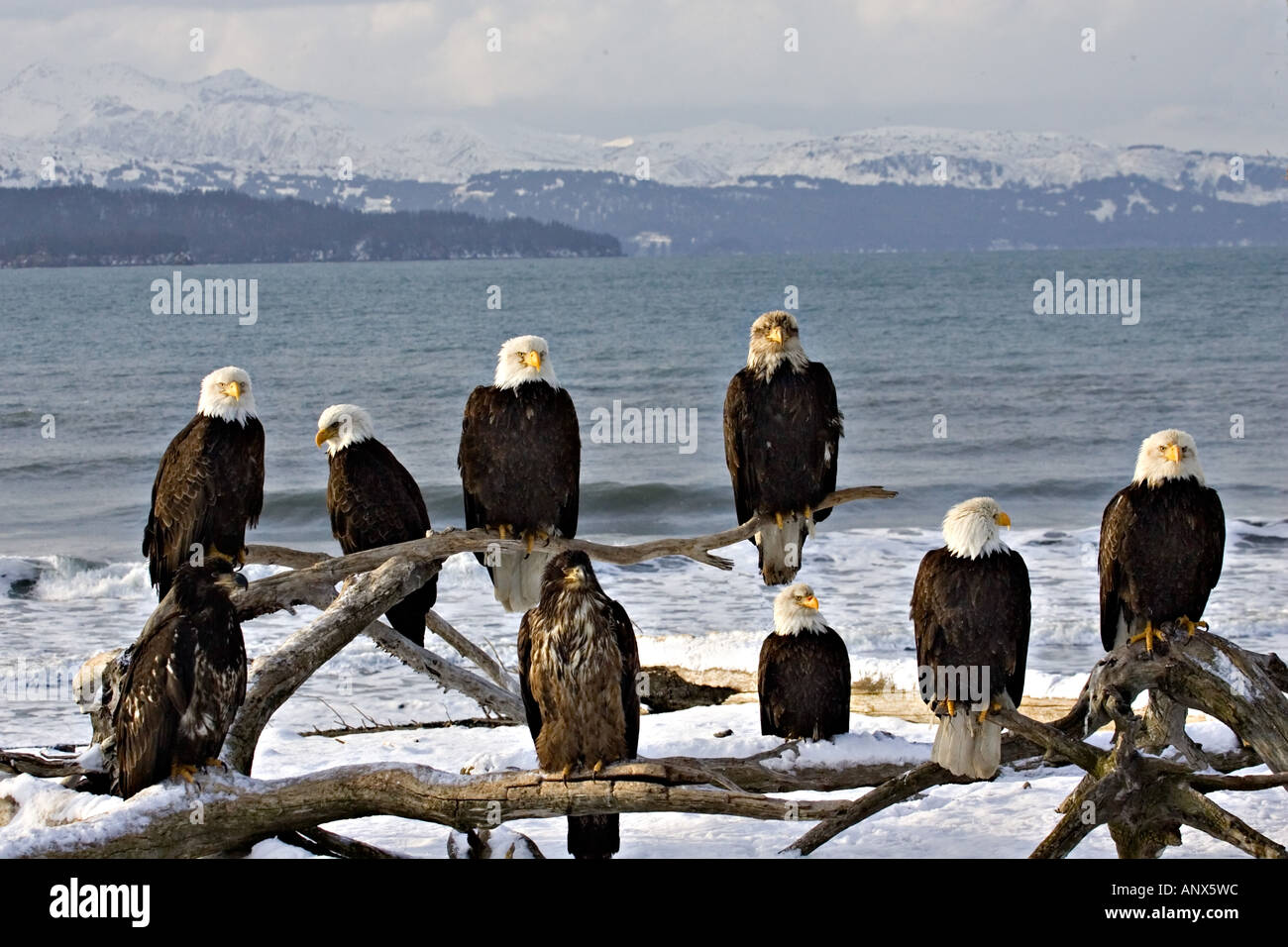 Bald eagles flock coast haliaeetus hi-res stock photography and images ...