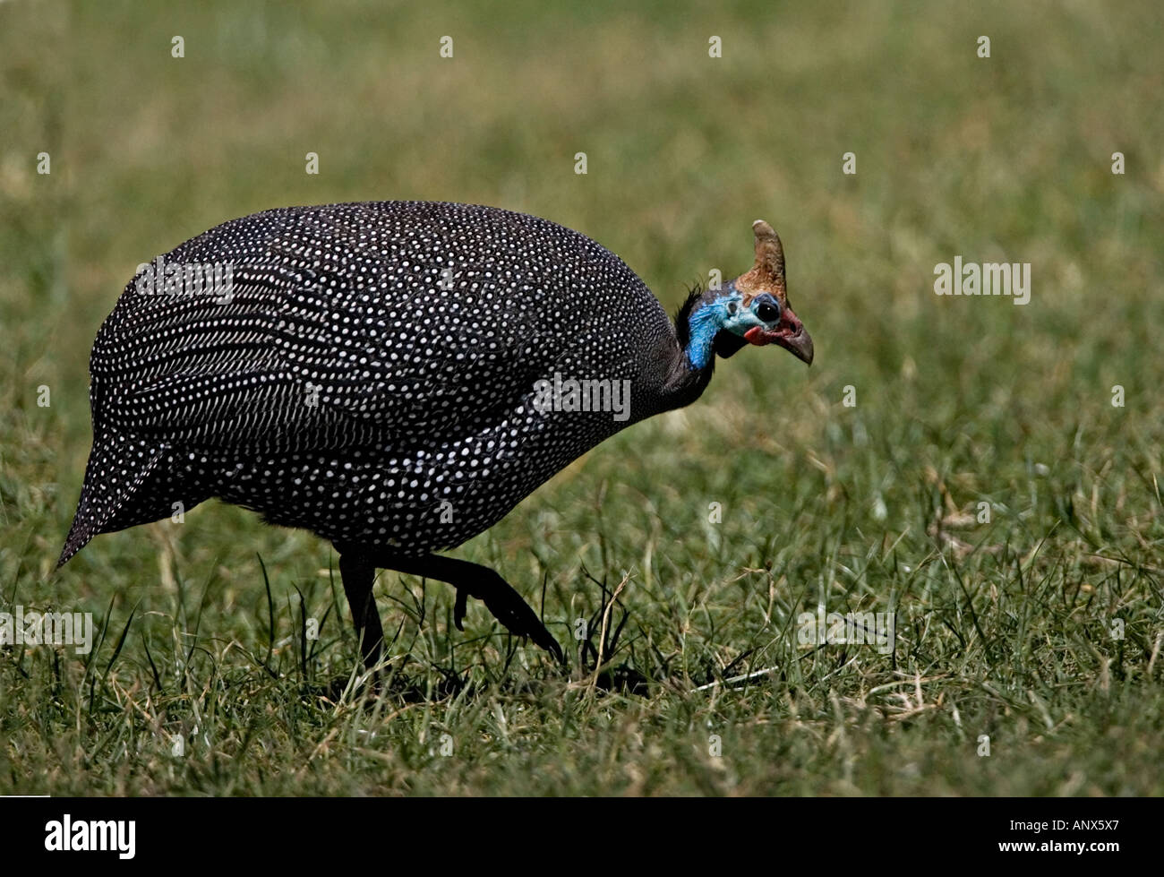 Africa, Tanzania, Helmuted Guinea Fowl (Numida meleagris Stock Photo ...