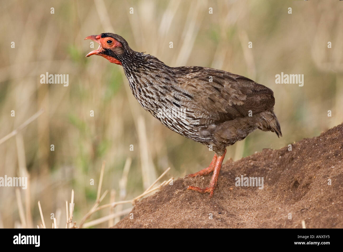 Africa, Tanzania, Red-necked Spurfowl (Francolinus afer Stock Photo - Alamy