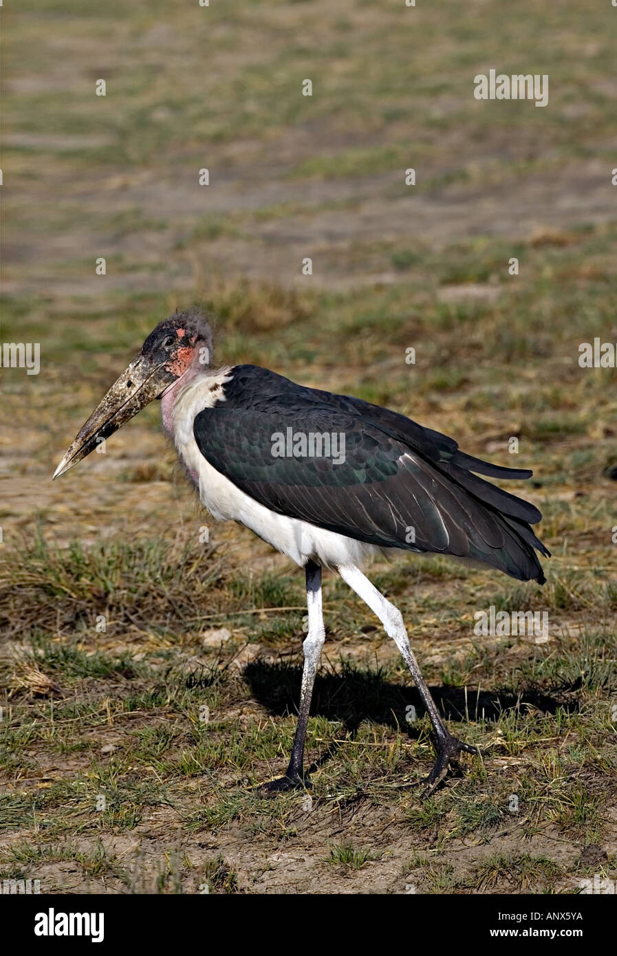 Africa, Tanzania, Marabou Stork (Leptoptilos crumeniferus Stock Photo ...