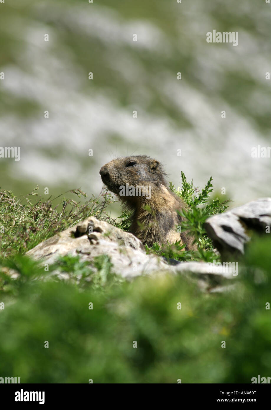 Marmots of switzerland hi-res stock photography and images - Alamy